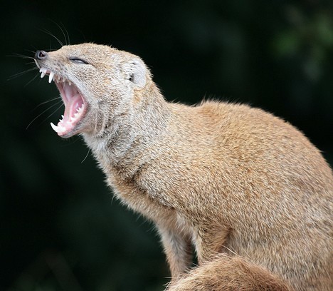 Animal Collections: Butter Living: 10 Amazing Yellow Animals
