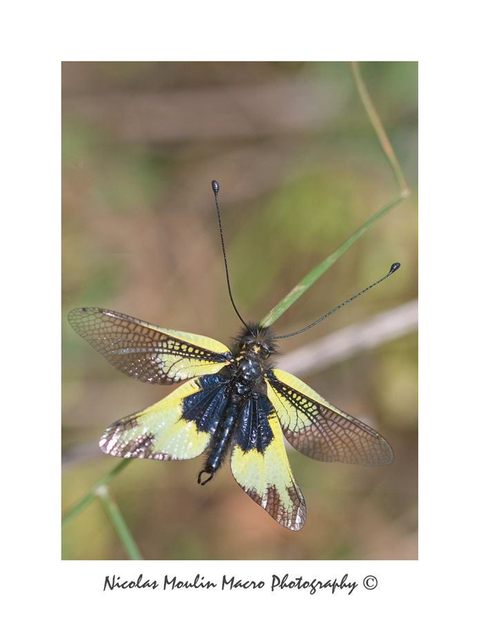 MACROFOTED: Libelloides cunii
