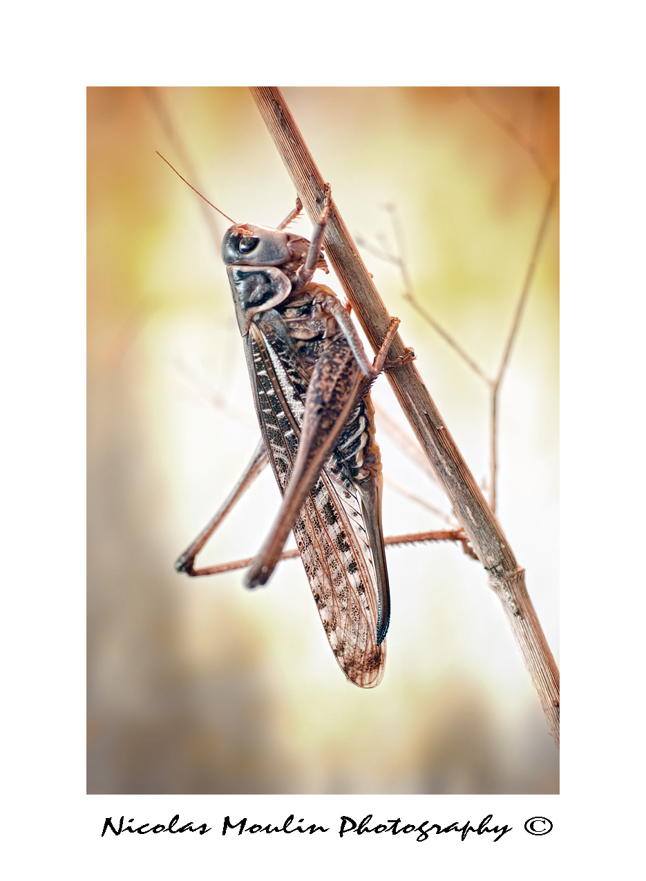 MACROFOTED: Decticus albifrons