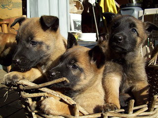 Belgian Malinois - best working dogs