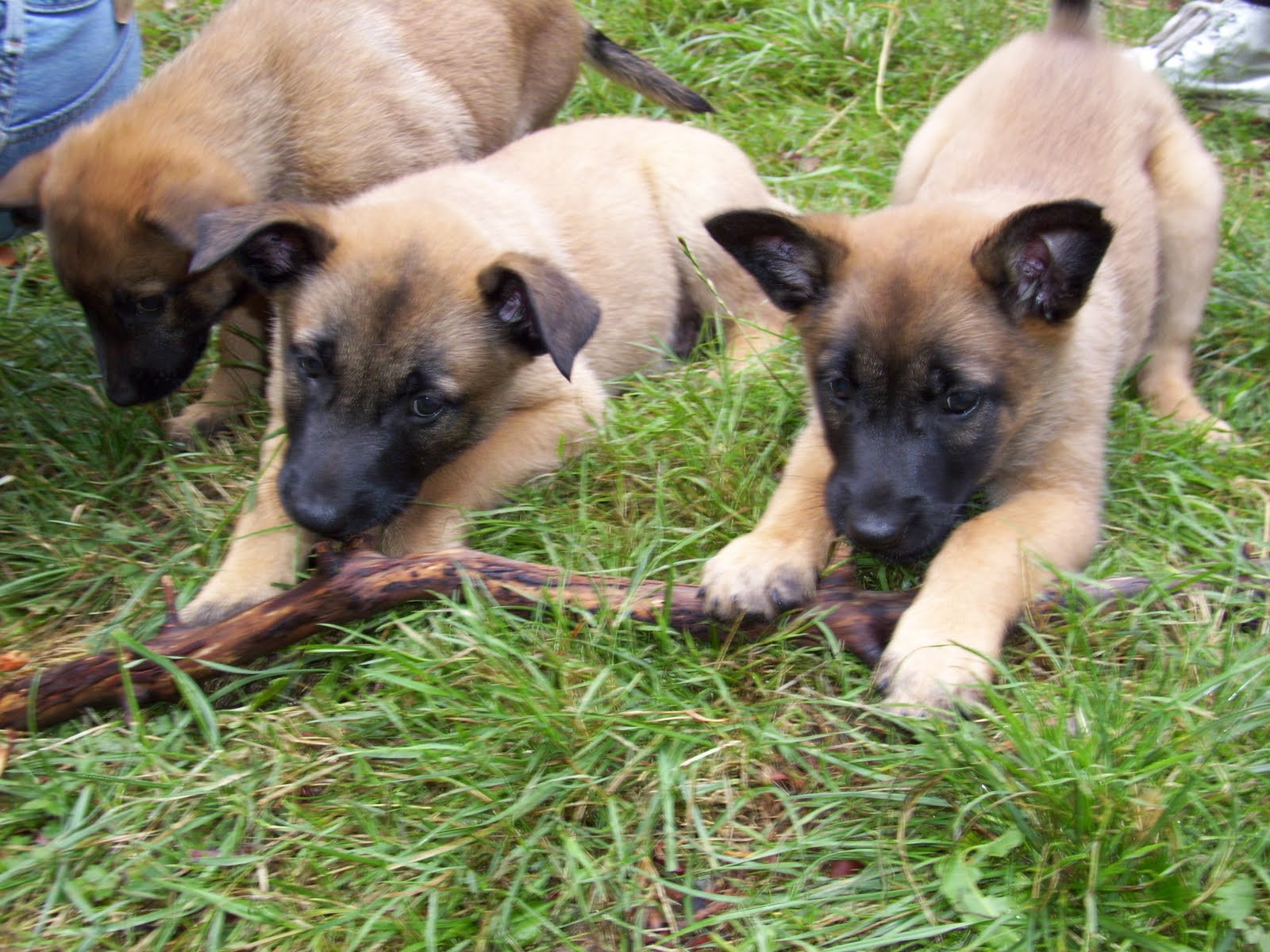 Belgian Malinois - best working dogs: Malinois Puppies 7 weeks old and ...