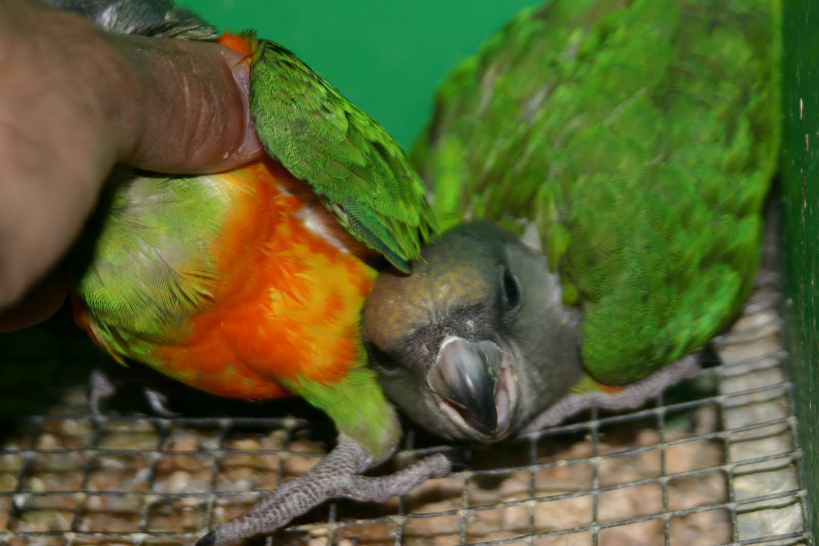Papagaios GG: Poicephalus senegalus
