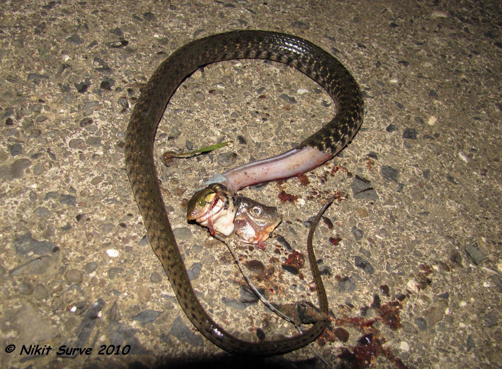 Poor snake killed for the fishermans fun!!