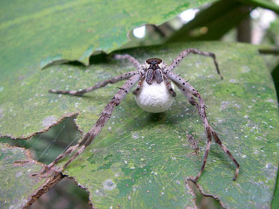 tHE tiDE cHAsER: Spiders & Insects Galore at Kranji & Sungei Buloh