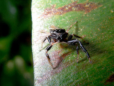 tHE tiDE cHAsER: Spiders & Insects Galore at Kranji & Sungei Buloh