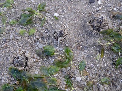 tHE tiDE cHAsER: Huge Sea Stars at Changi