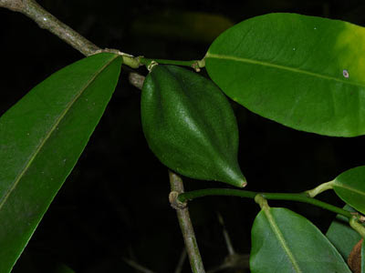 tHE tiDE cHAsER: Mandai Mangrove on 7 Mar 2010