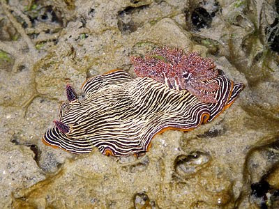 tHE tiDE cHAsER: Pulau Hantu Walk on May Day