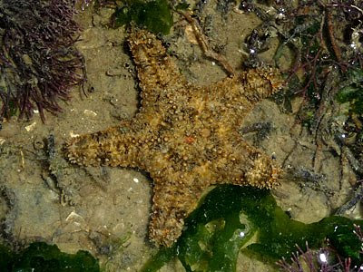 tHE tiDE cHAsER: Biggest Sea Star in Singapore?