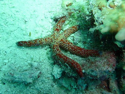 tHE tiDE cHAsER: Advance Open Water at Tioman