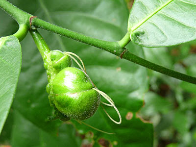 tHE tiDE cHAsER: MacRitchie Reservoir Park