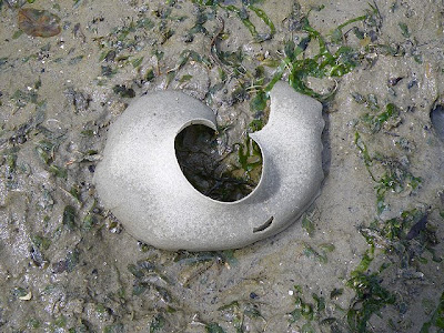 tHE tiDE cHAsER: Chek Jawa Walk on 2 May