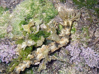 tHE tiDE cHAsER: Intertidal Echinoderms of Bali