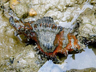 tHE tiDE cHAsER: Lobsters at St John's