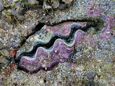tHE tiDE cHAsER: Wild Abalone at Raffles Lighthouse