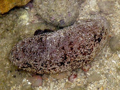 tHE tiDE cHAsER: Wild Abalone at Raffles Lighthouse