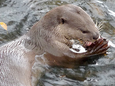 tHE tiDE cHAsER: Otters at Sungei Buloh