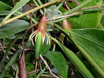 tHE tiDE cHAsER: Pulau Tioman with Nature Explorers - Day 1