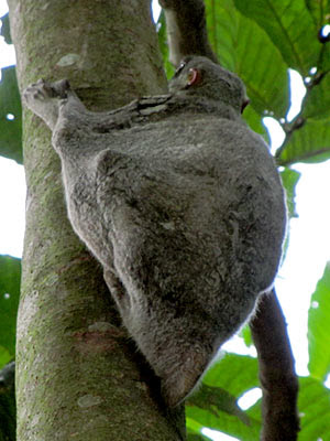 tHE tiDE cHAsER: Colugo, Colugo, Colugos!