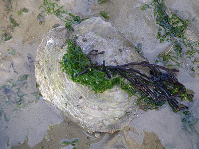 tHE tiDE cHAsER: Chek Jawa Walk on 17 Nov 2009