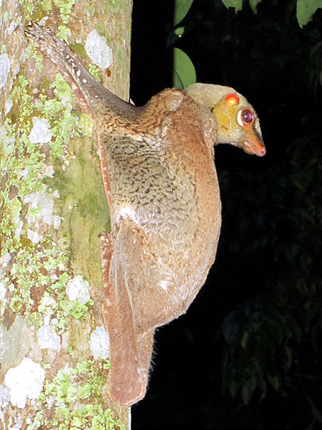 tHE tiDE cHAsER: Shitting Colugo