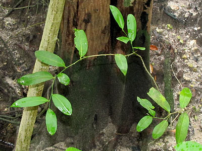 tHE tiDE cHAsER: Rare Mangrove Plants in Sungei Buloh