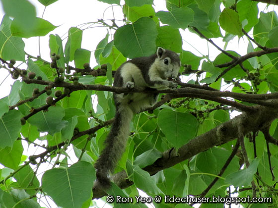 tHE tiDE cHAsER: My First Visit to Bidadari Cemetery