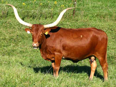 EgyptSearch Forums: The Origins of pharaonic stone carving: Nabta Playa ...