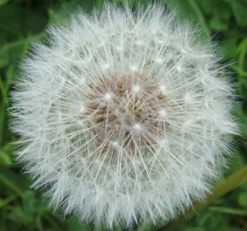 Observando Naturaleza: Diente de león