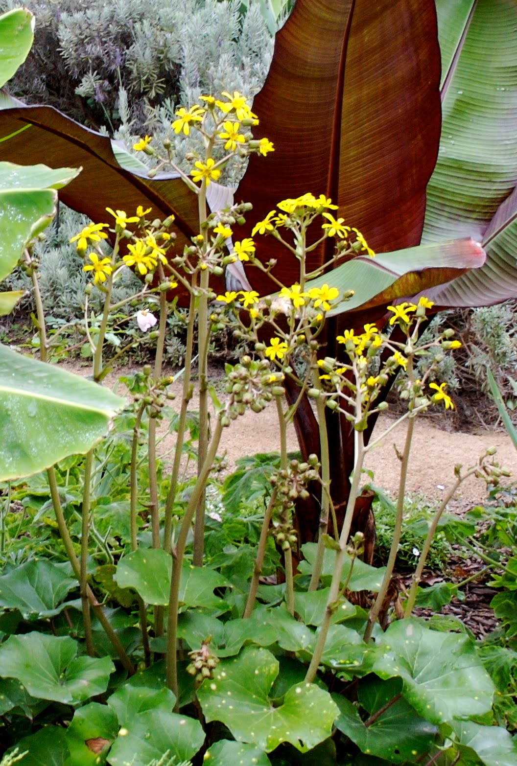 The Gardens of Petersonville: Ligularia Blooms
