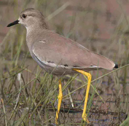 Ecotourism from 'Travelife': Anshi National Park - One destination with ...