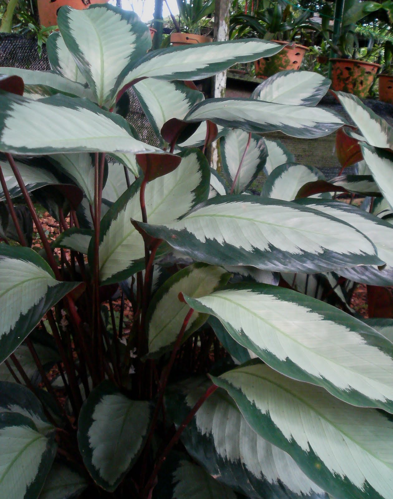 Laman Kambatik Plants list (3rd ed.): Calathea picturata cv. argentea