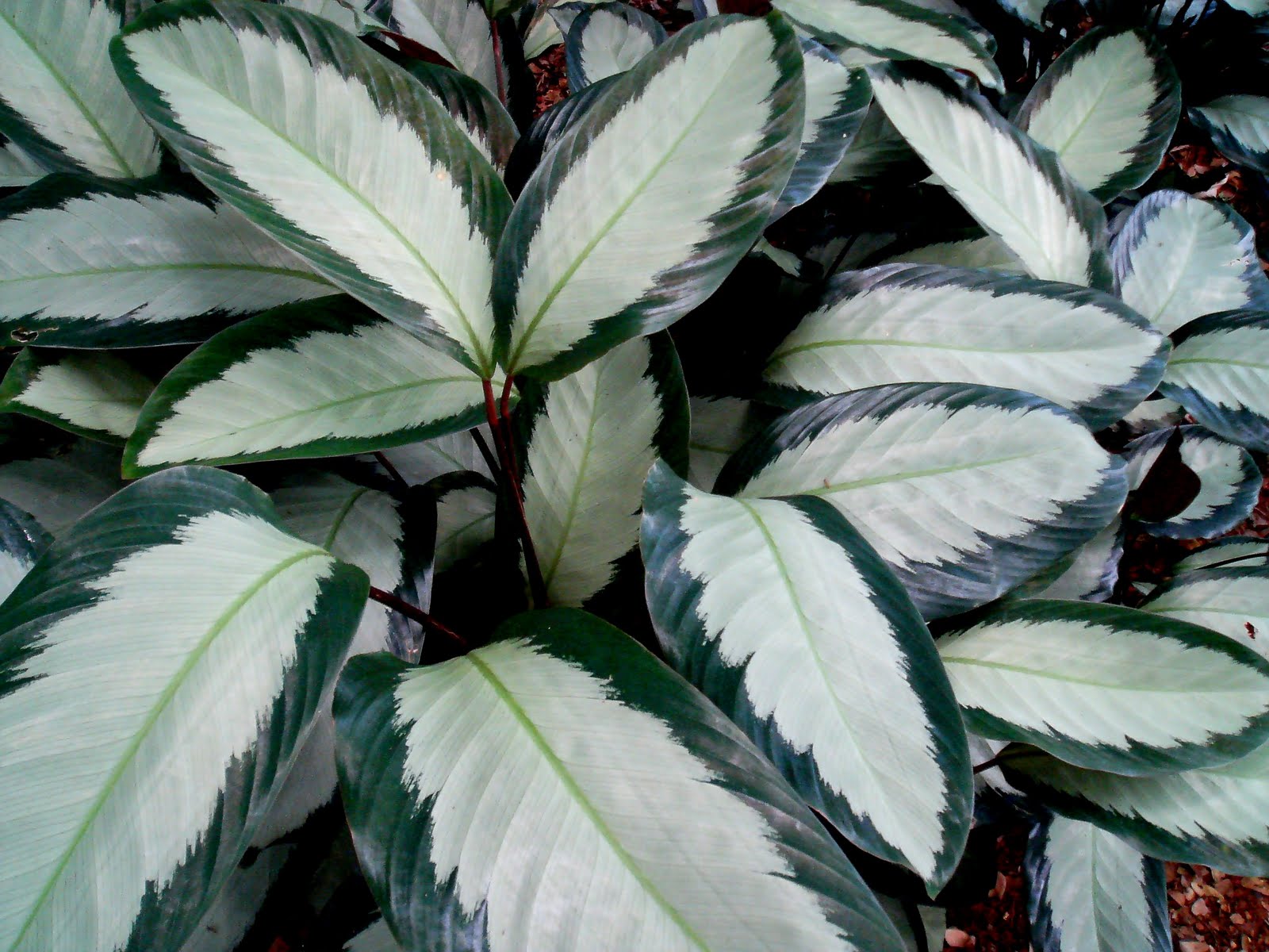 Laman Kambatik Plants list (3rd ed.): Calathea picturata cv. argentea