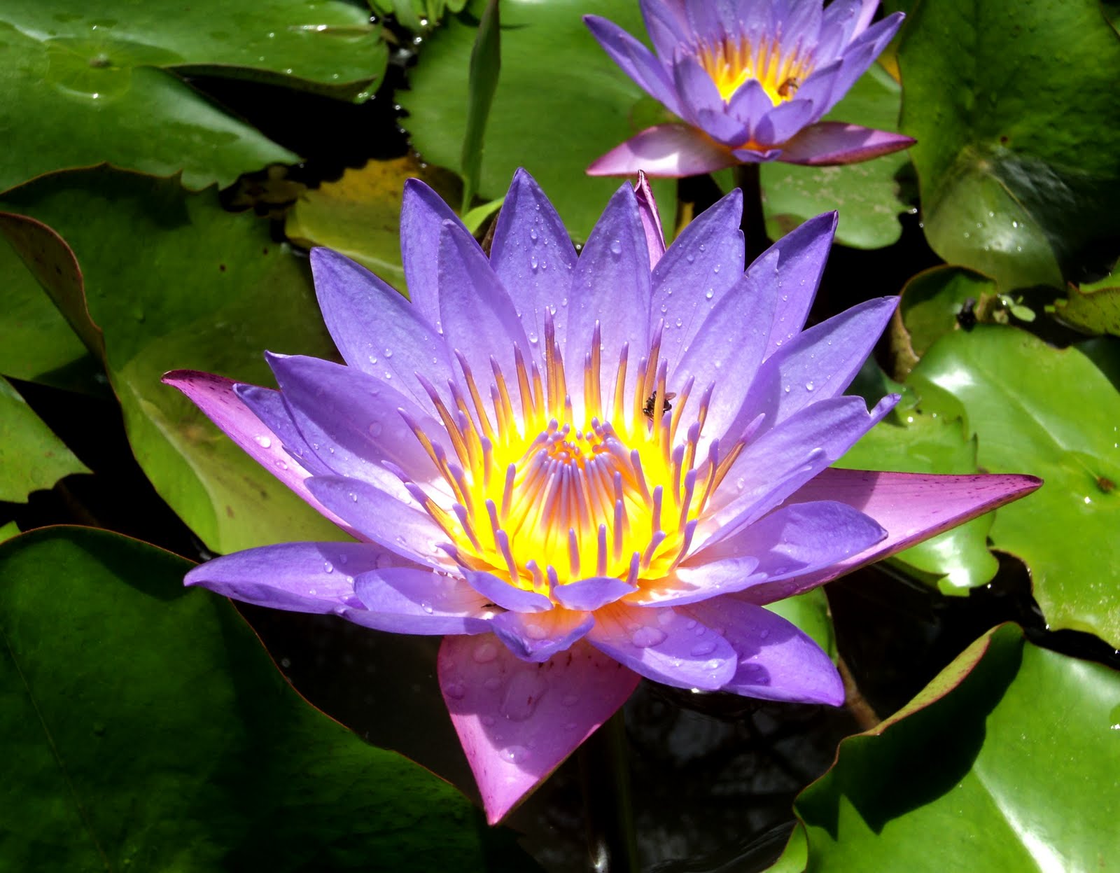 Laman Kambatik Plants list (3rd ed.): Nymphaea Hybrid (Purple water lily)