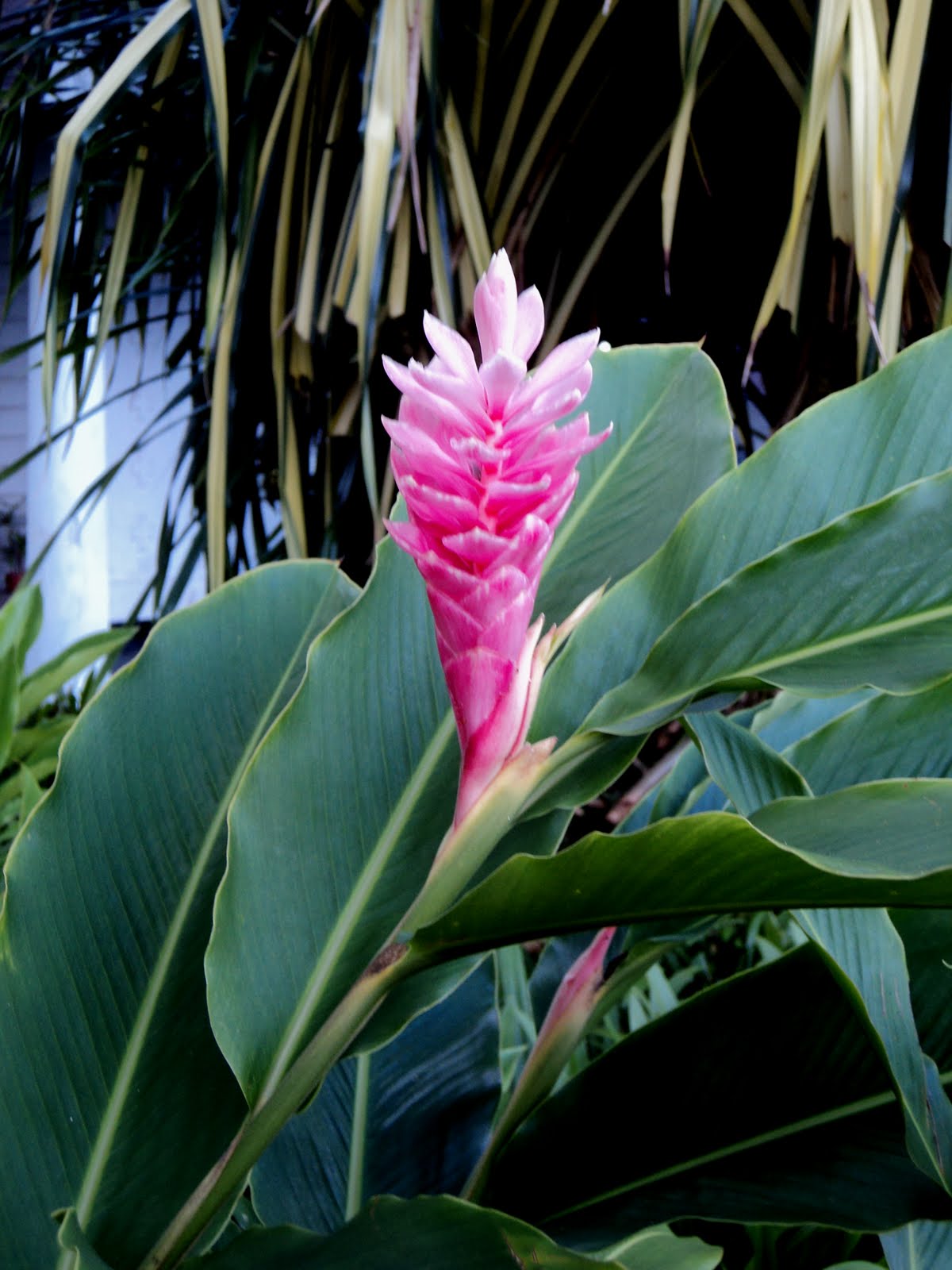Laman Kambatik Plants list (3rd ed.): Alpinia purpurata ( Pink Ginger)