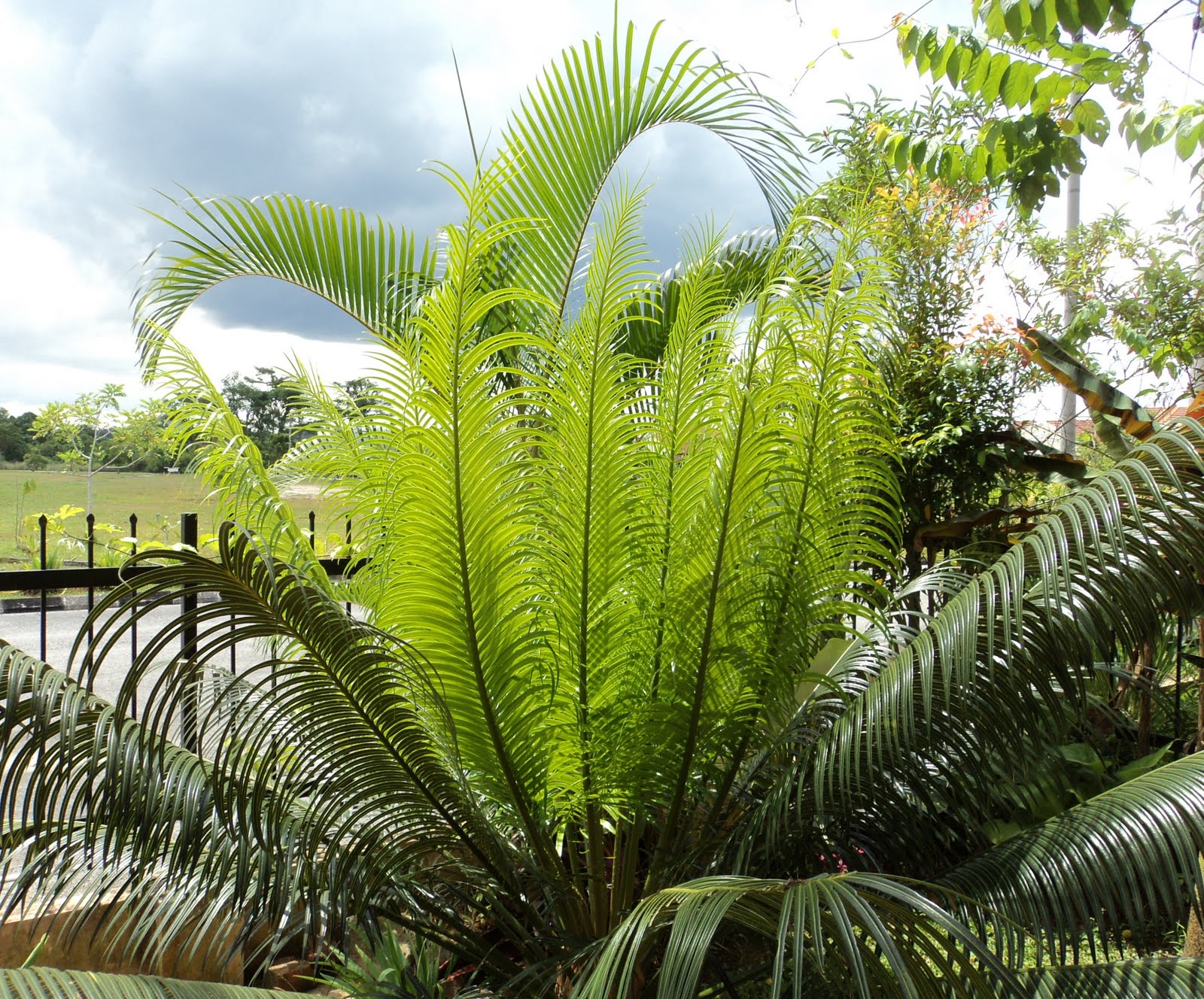 Laman Kambatik Plants list (3rd ed.): Cycas rumphii ( Sea Cycas)
