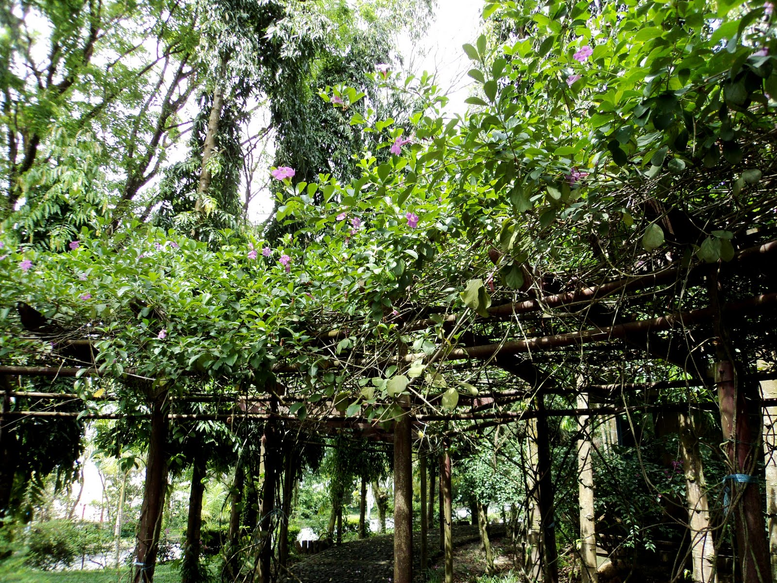 Laman Kambatik Plants list (3rd ed.): Bignonia magnifica ( Bignonia)