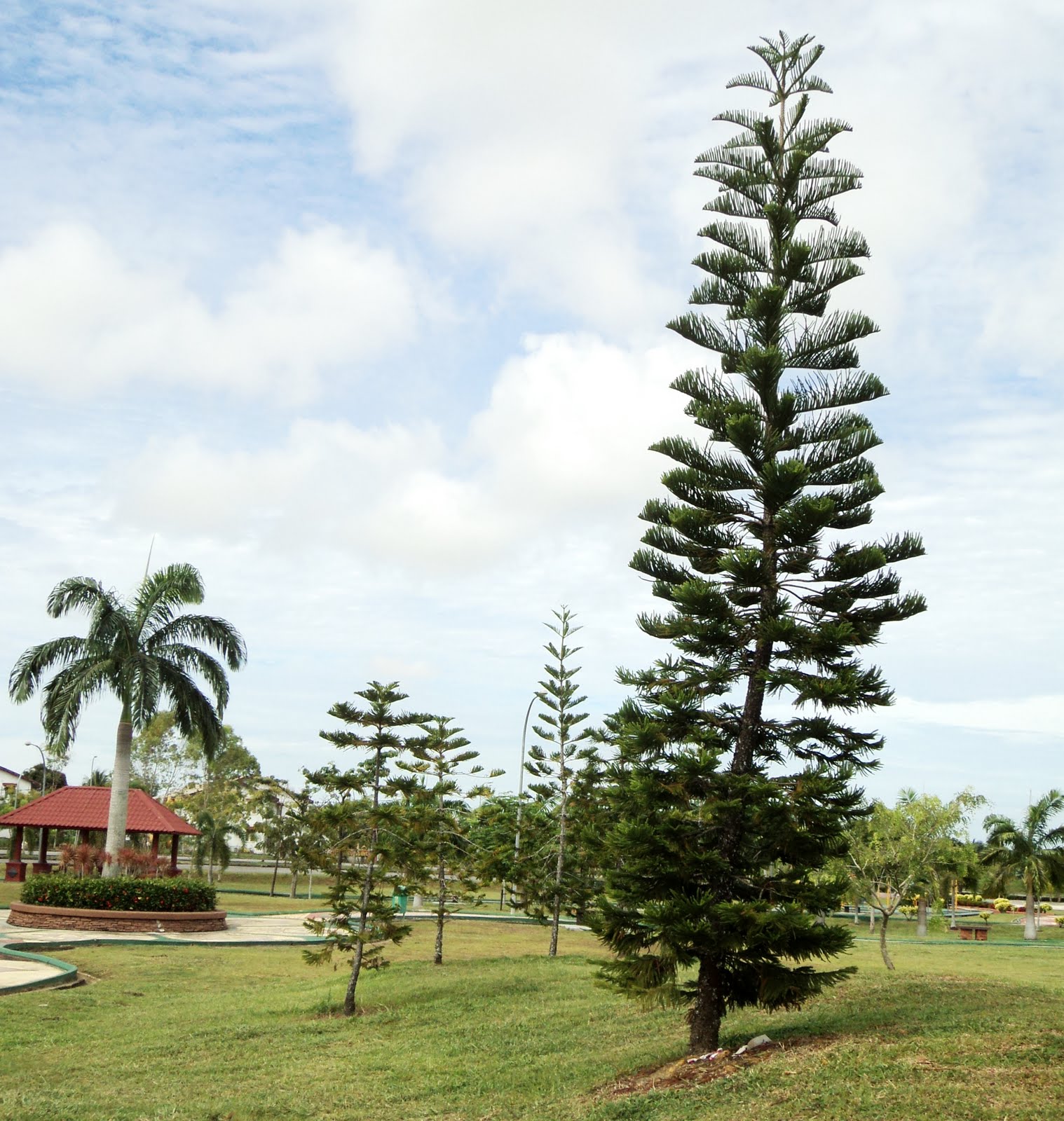 Laman Kambatik Plants list (3rd ed.): Araucaria heterophylla ( Norfolk ...