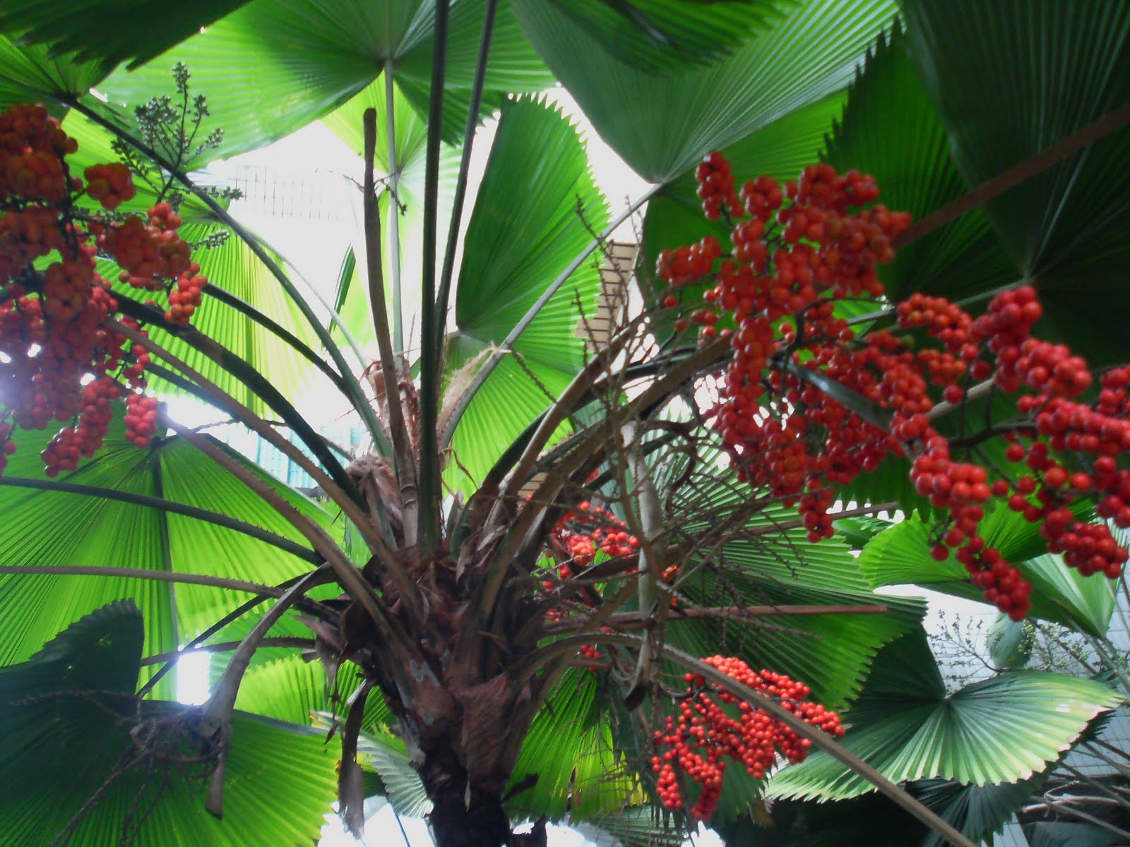 Laman Kambatik Plants list (3rd ed.): Licuala grandis ( Vanuatu fan palm)