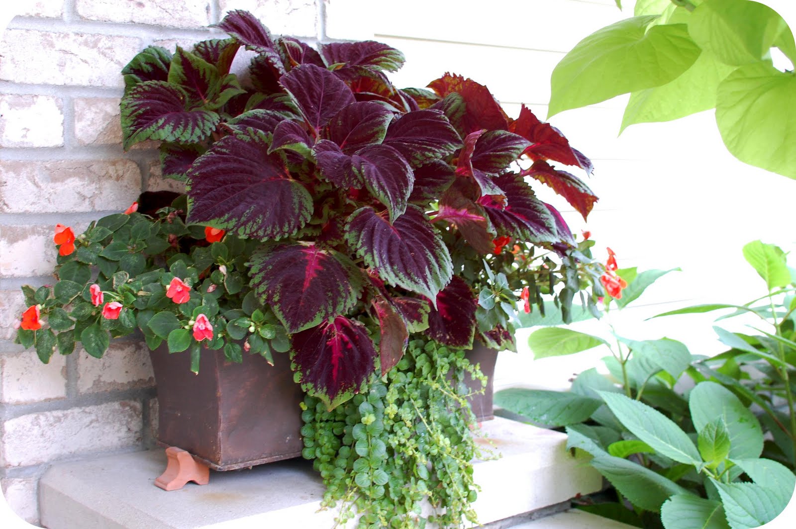 33 Shades of Green: Container Gardening