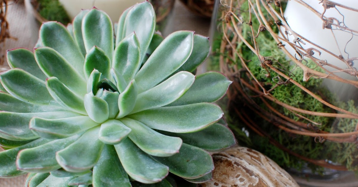 33 Shades of Green: Natural Elements Tablescape