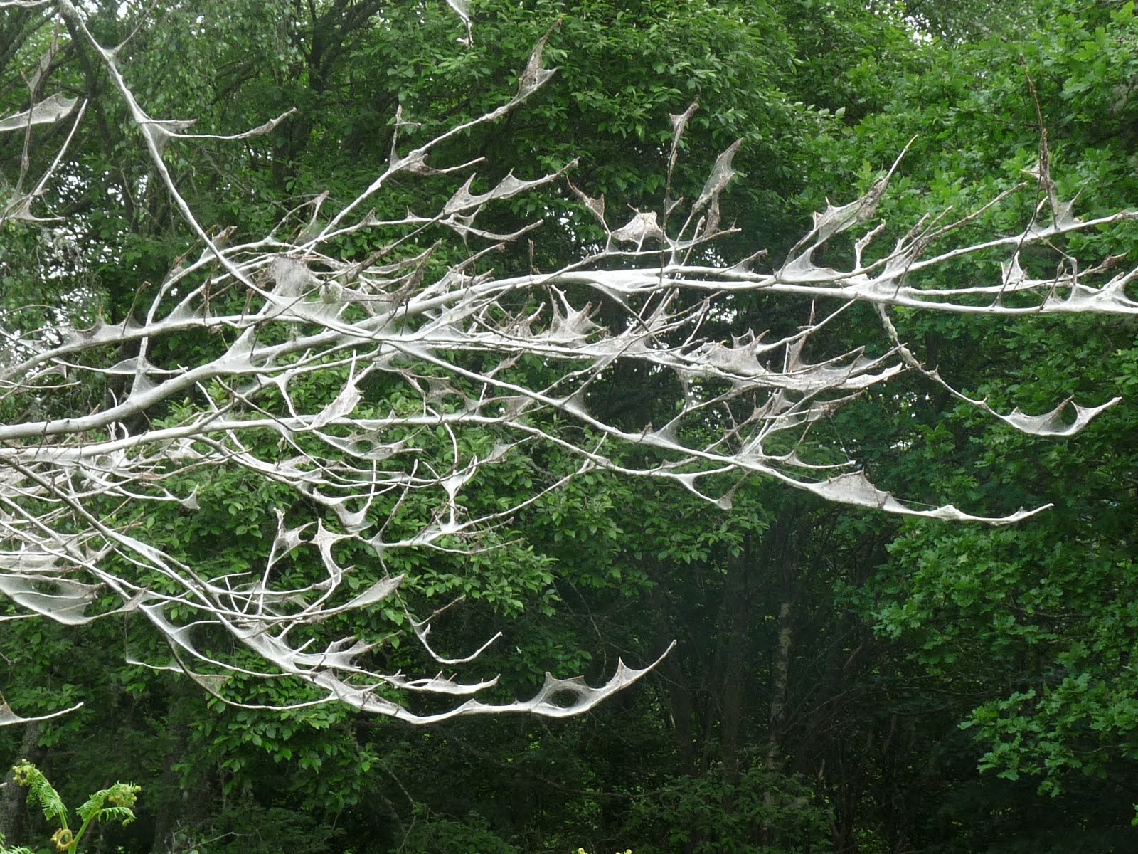 Wild and Wonderful: Butterflies and Moths (2): Mysterious Web Weavers