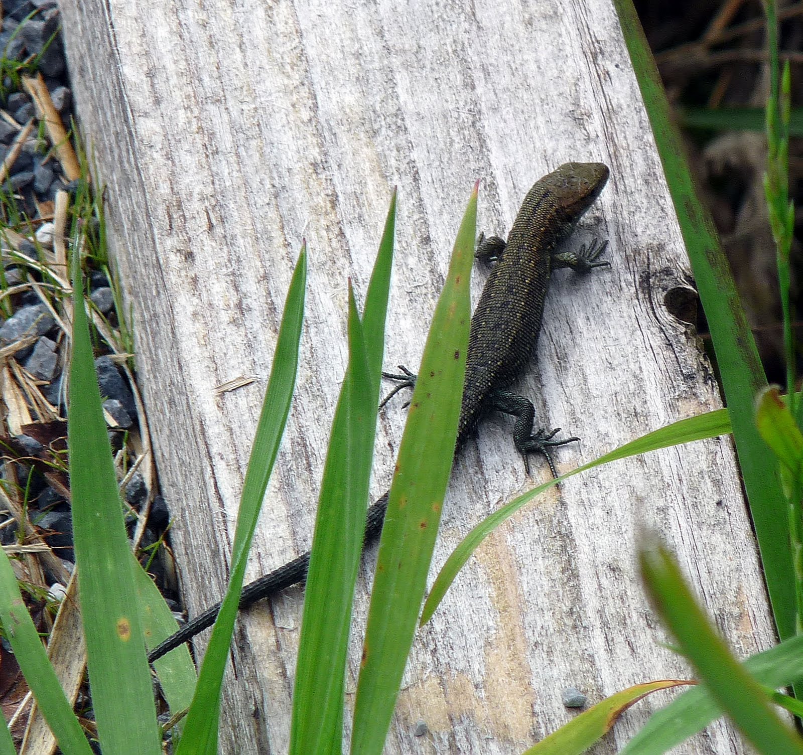 Wild and Wonderful: Herpetofauna (2): Frogs and Lizards