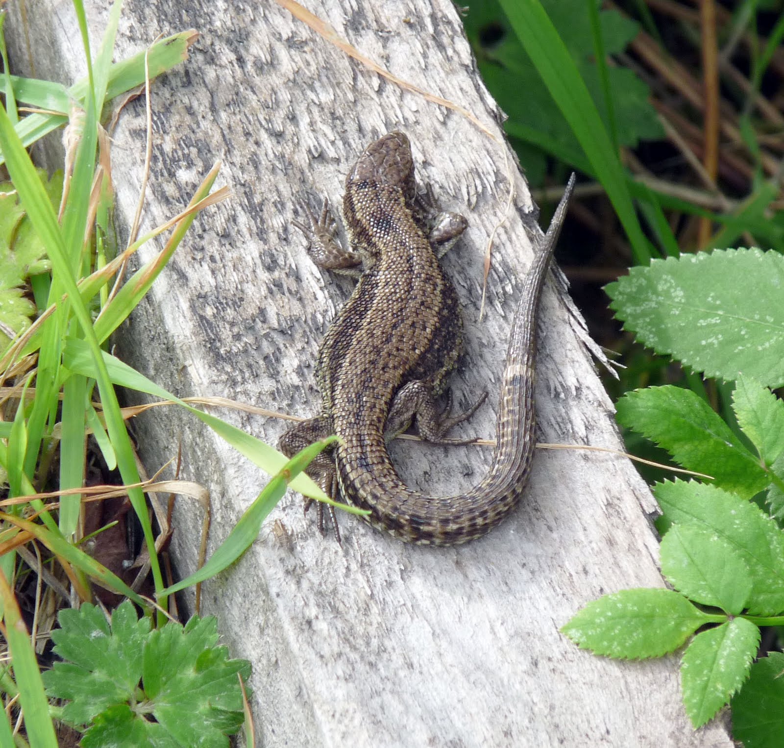 Wild and Wonderful: Herpetofauna (2): Frogs and Lizards