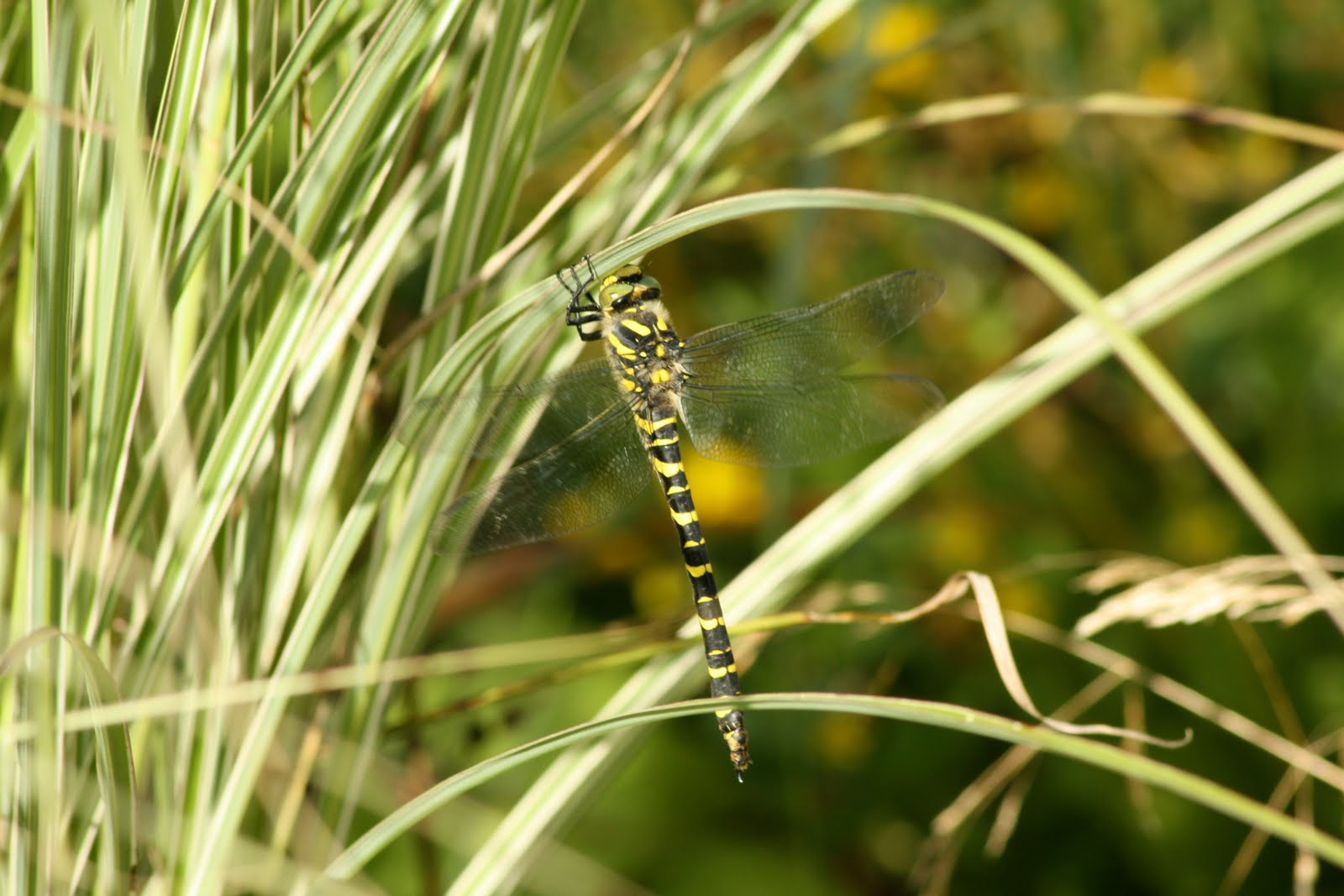 Wild and Wonderful: Dragonflies (2): Golden-ringed Dragonfly