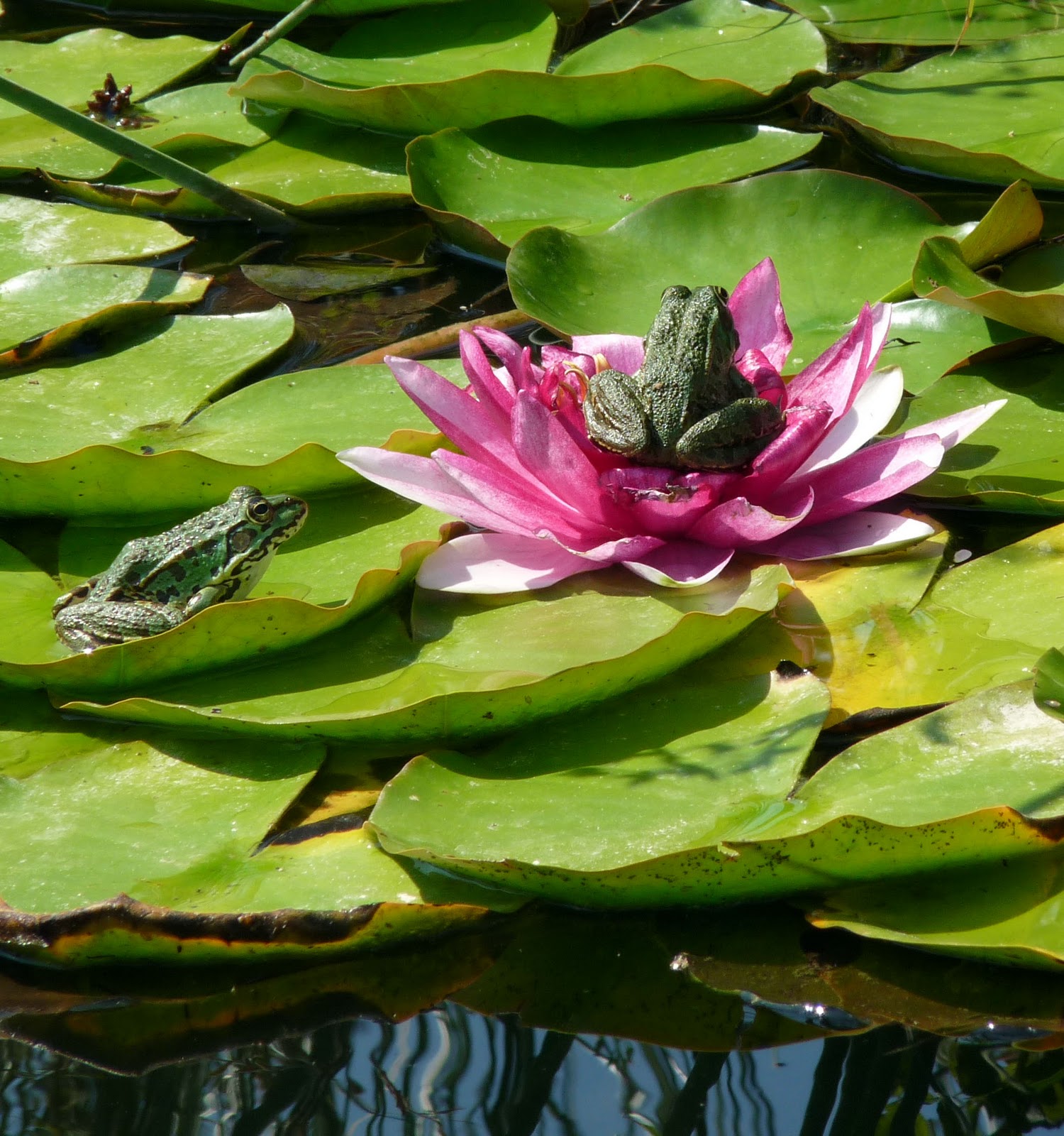 Wild and Wonderful: Herpetofauna (3): Frogs in the Peloponnese