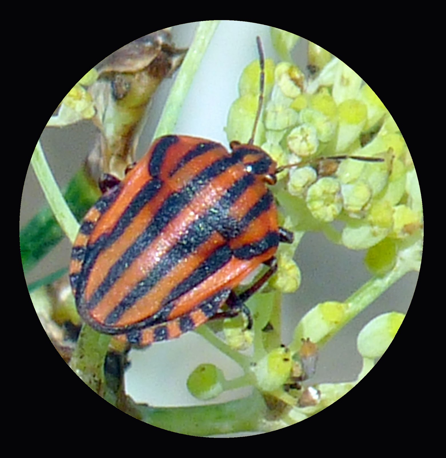 Wild and Wonderful: Eye-catching Insects (1): Fiery Red Colours in Greece