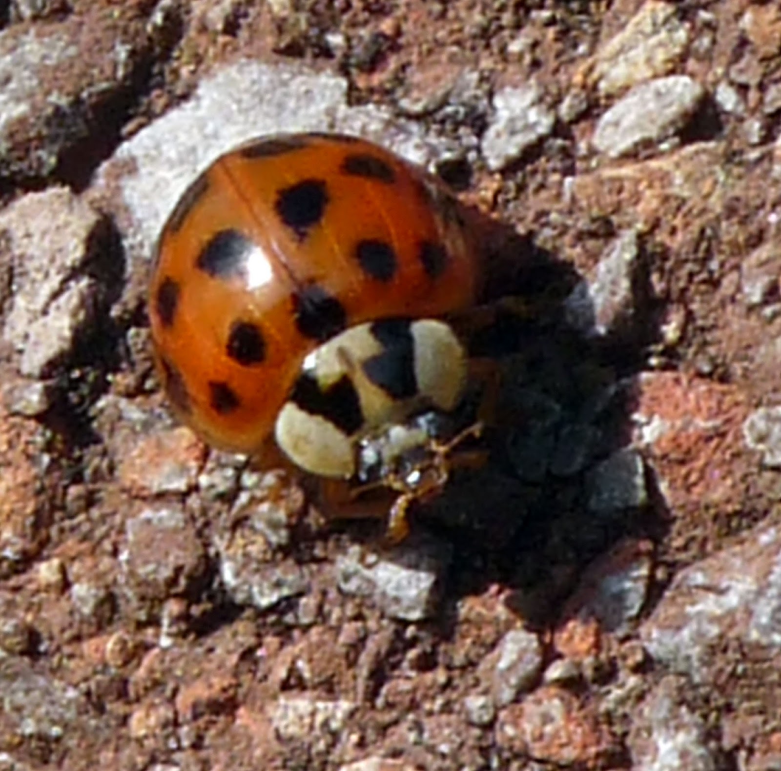 Wild and Wonderful: Ladybird Alert (1): Late Arrival