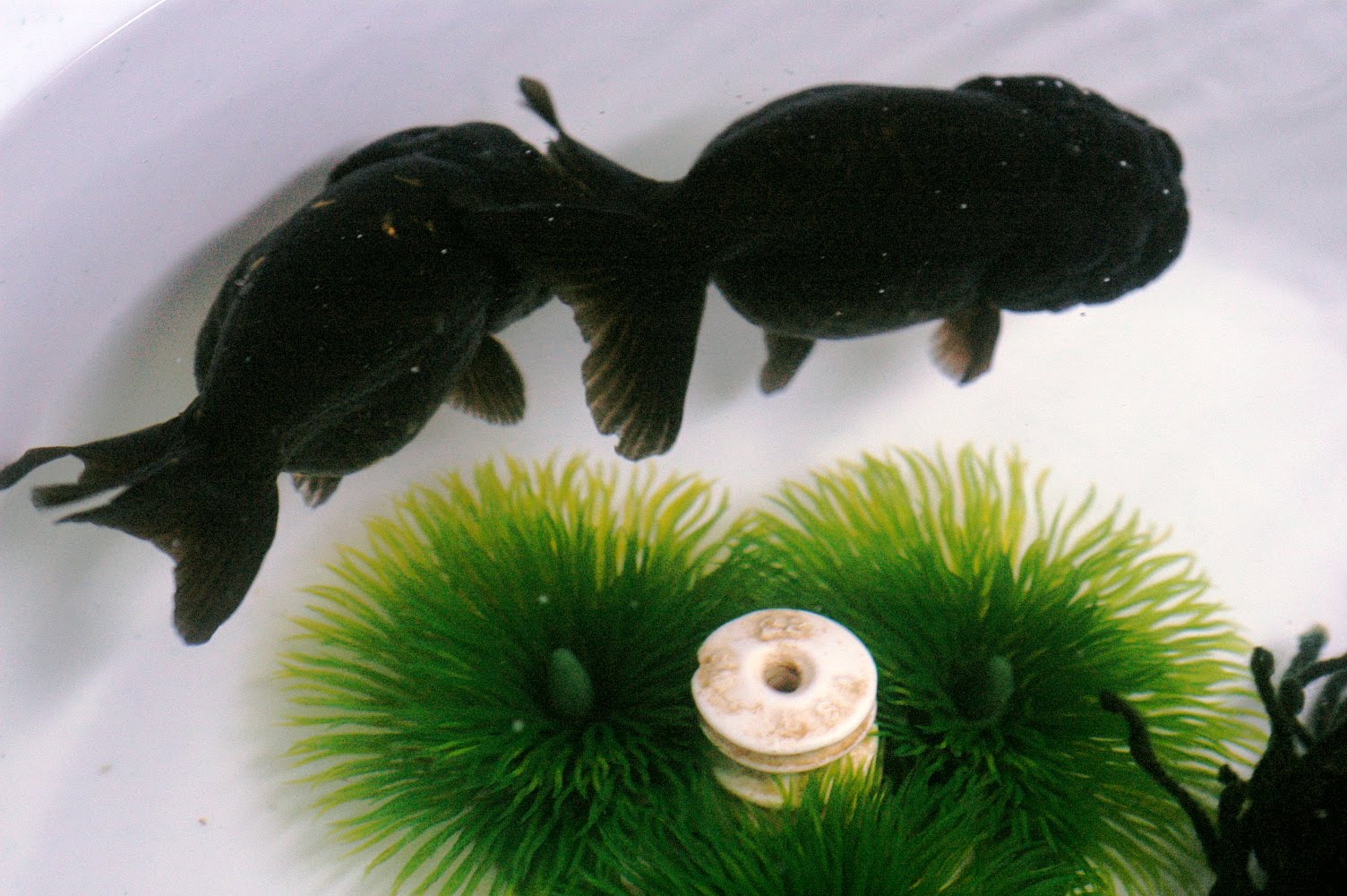 Goldfish Garage: A Two Car Fishroom: Breeding set up: Black Ranchu and ...