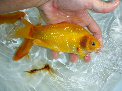 Goldfish Garage: A Two Car Fishroom: New Breed: Yellow Matte Commons